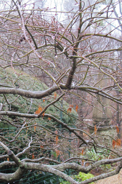 Winter Gardens | Charlotte Moss