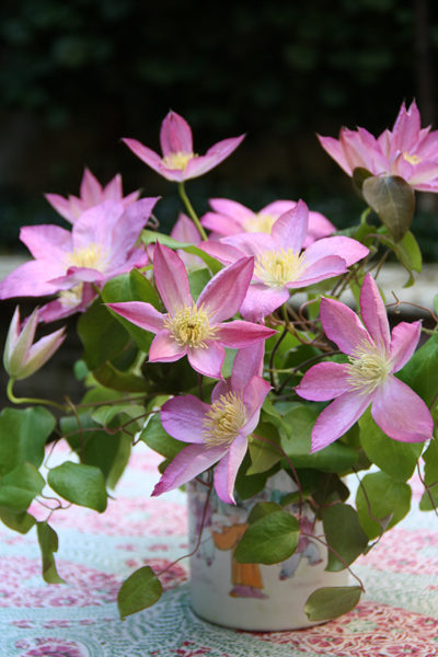 Single Flower Arrangements - Charlotte Moss