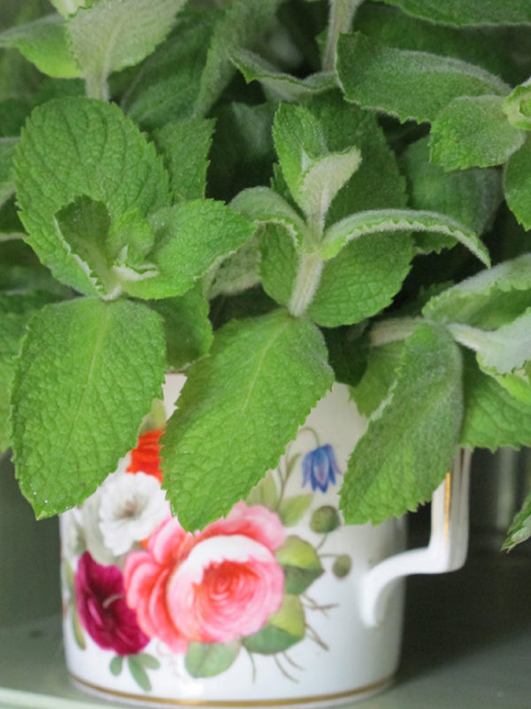 Greens - Charlotte Moss