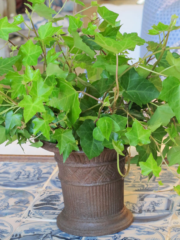 Greens - Charlotte Moss