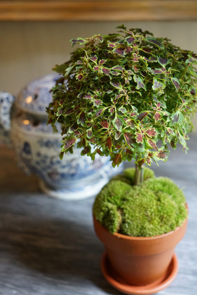 Greens - Charlotte Moss