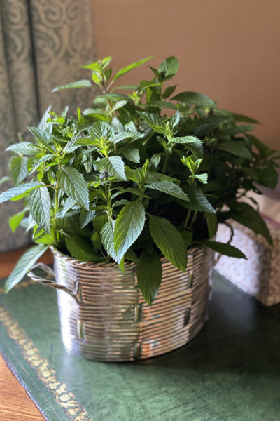 Greens - Charlotte Moss