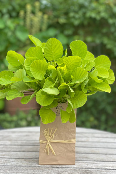 Greens - Charlotte Moss