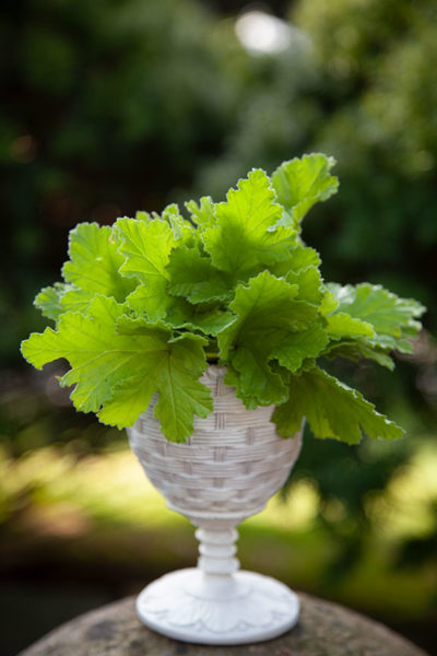 Greens - Charlotte Moss