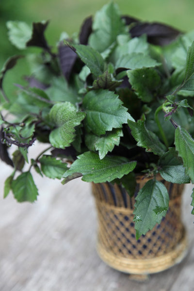 Greens - Charlotte Moss