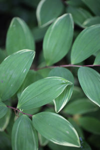 Greens - Charlotte Moss