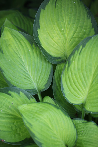 Greens - Charlotte Moss