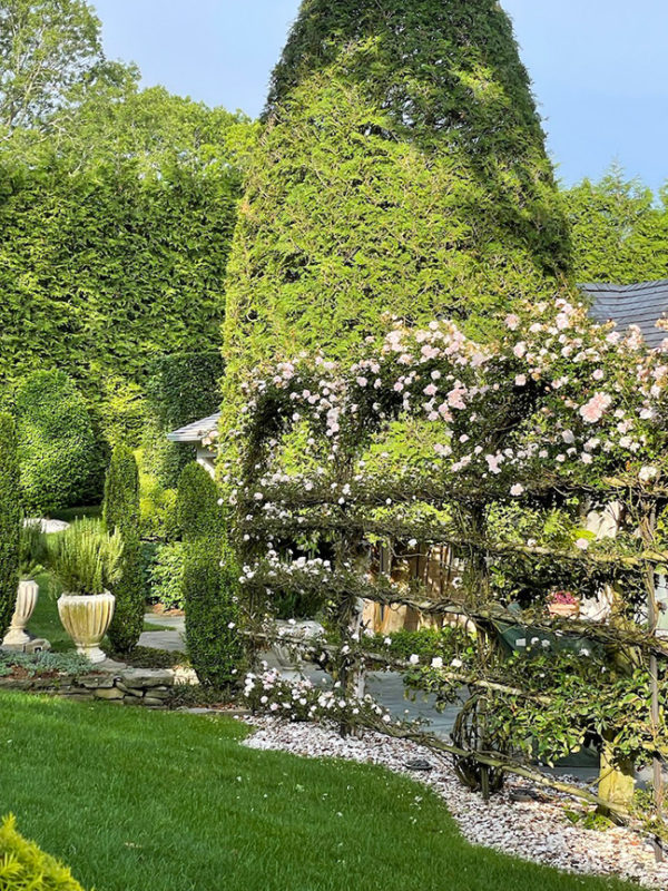 Roses - Charlotte Moss