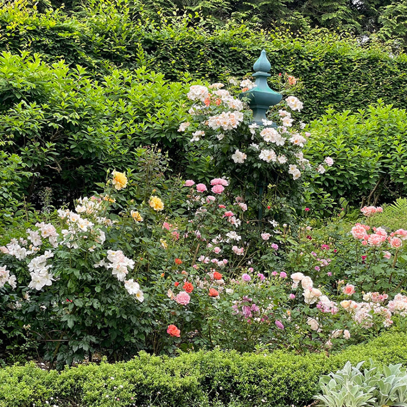 Roses - Charlotte Moss