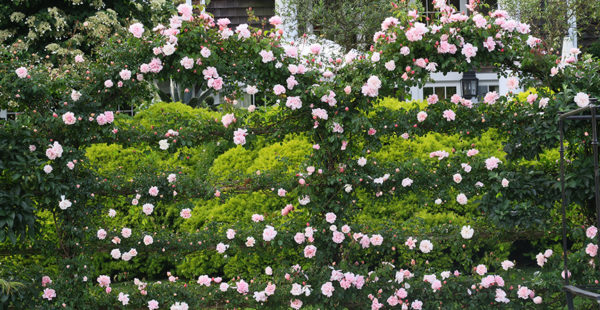 Roses - Charlotte Moss