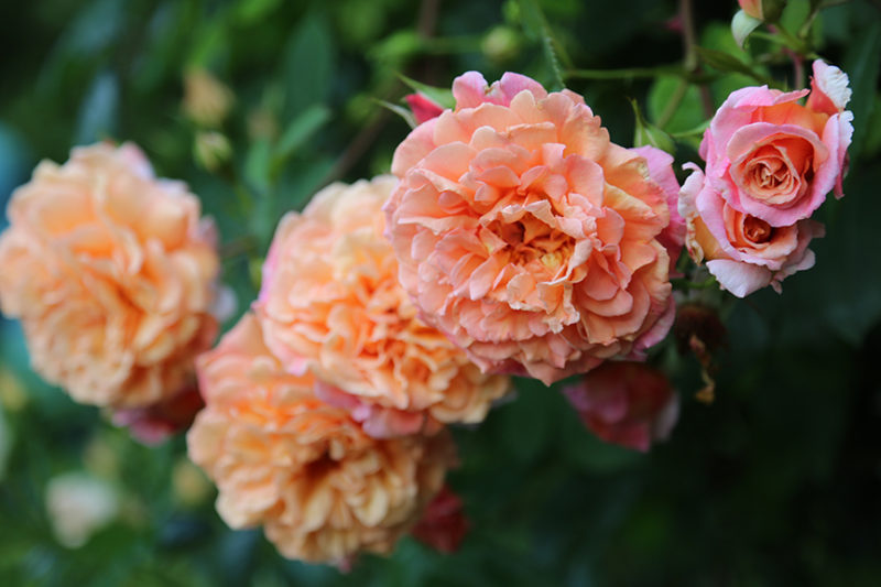 C'est Inspiré - Charlotte Moss