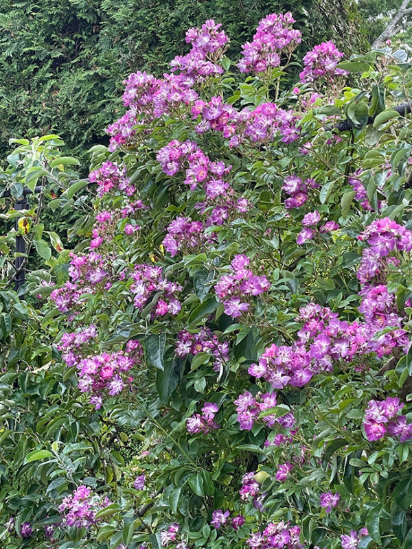 C'est Inspiré - Charlotte Moss