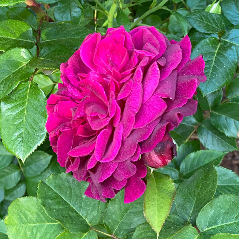 C'est Inspiré - Charlotte Moss