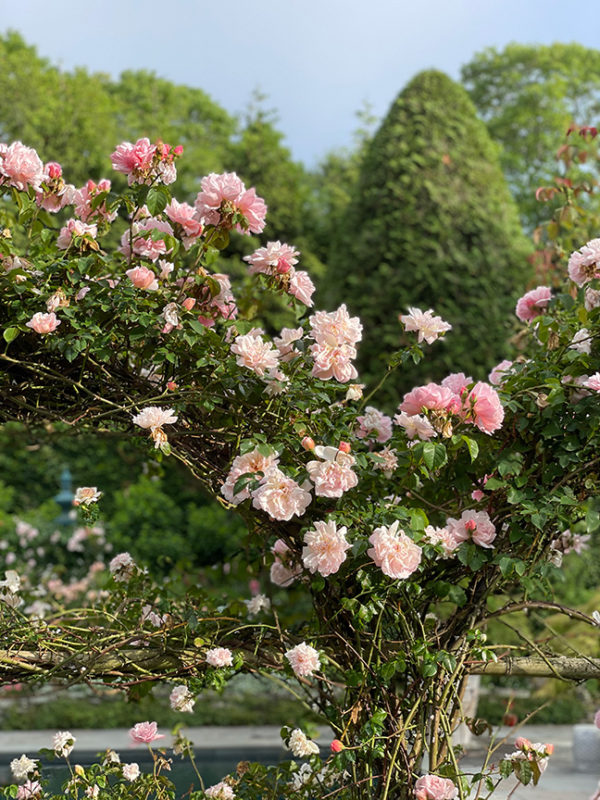 C'est Inspiré - Charlotte Moss