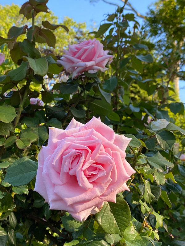 C'est Inspiré - Charlotte Moss