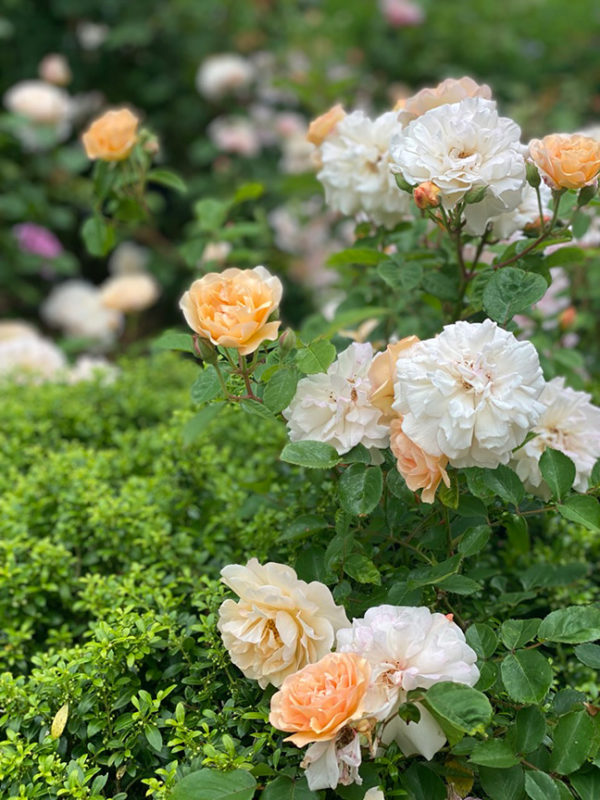 C'est Inspiré - Charlotte Moss