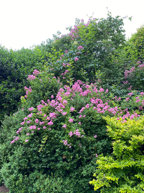 A Walk Through Charlotte's Garden - Charlotte Moss